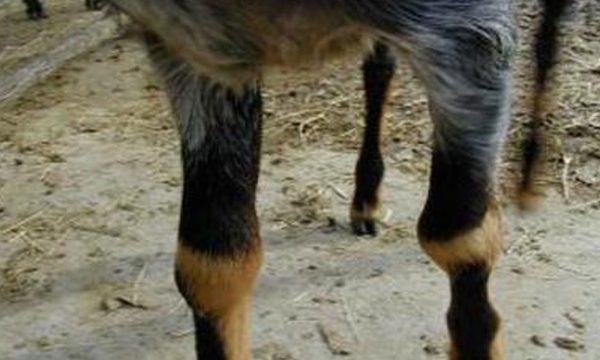 Three diseases all goats owners should be aware of, test for, and work ...