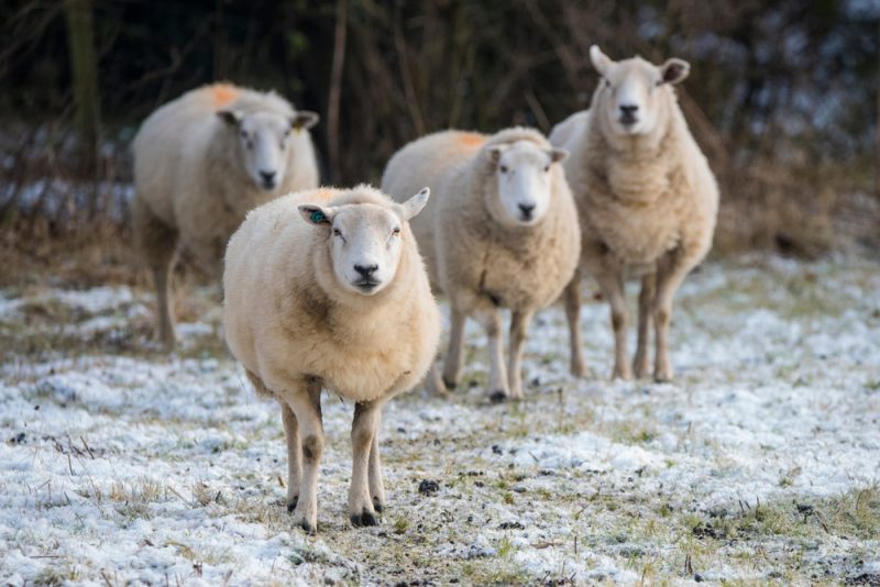 Winter Care for Small Ruminants and Camelids - Sale Creek